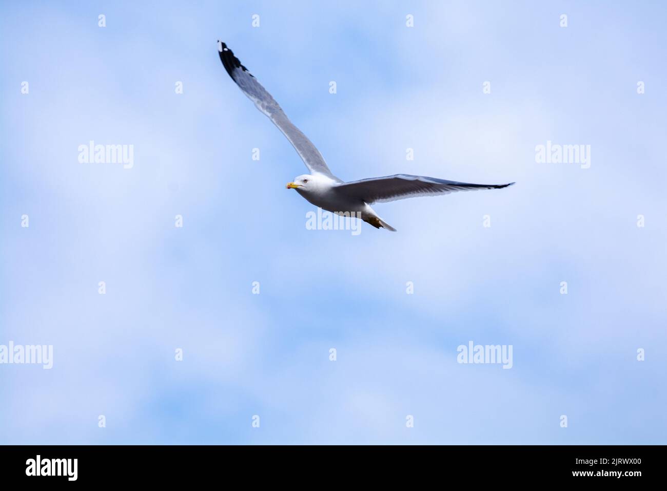 Depth of field seagull hi-res stock photography and images - Alamy