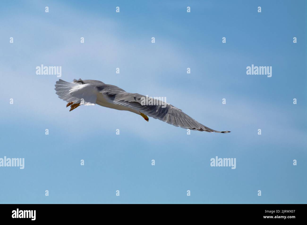 Seagull flying and looking down with light clouds in background Stock ...