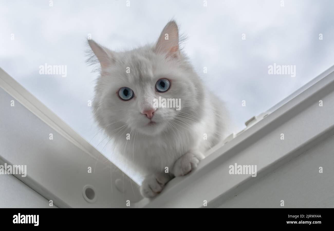 White cat looking down (low angle) with clouds in background Stock ...