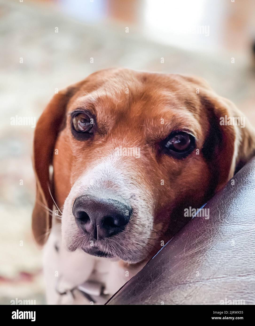 A portrait of an adorable beagle lying on a leather couch Stock Photo ...