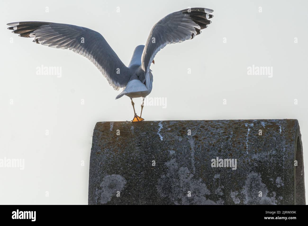 Seagull from back standing on chimney with wings spread ready to take ...