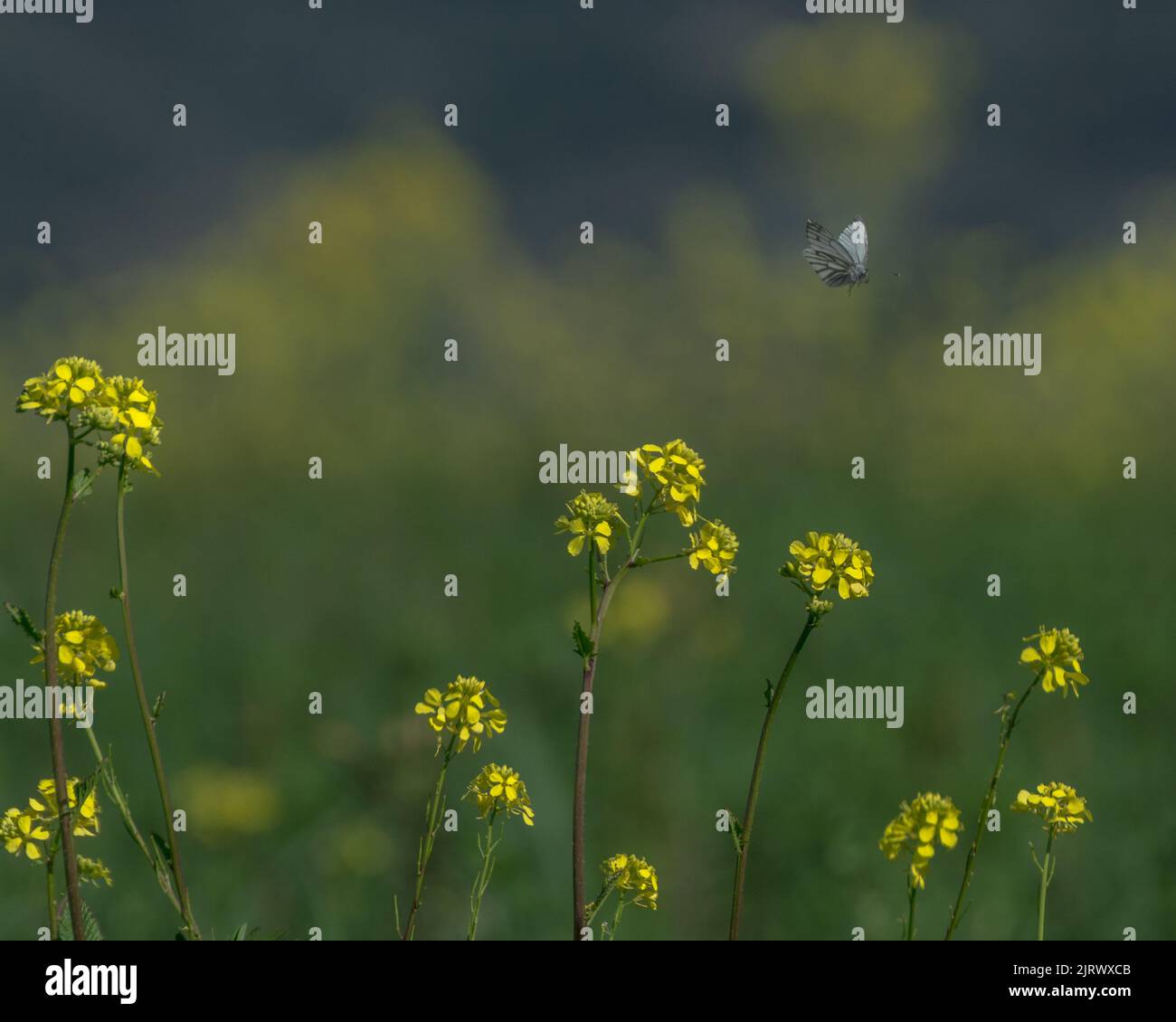 Yellow meadow with butterfly at sunset flying Stock Photo - Alamy