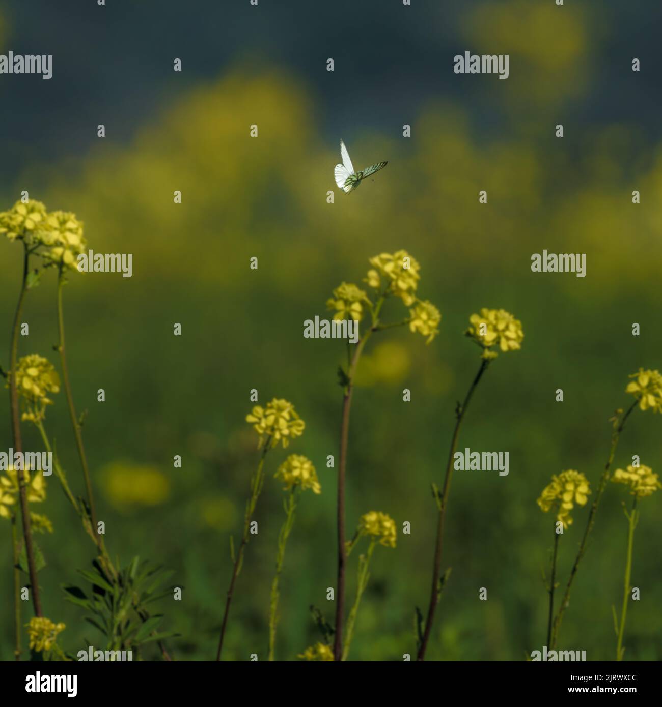 Butterfly flying hi-res stock photography and images - Alamy