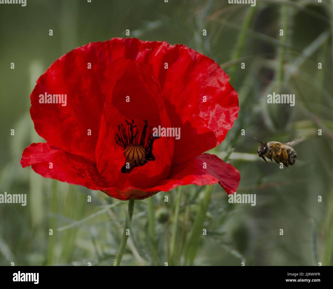 Bee flying towards red poppy flower in Macedonia Stock Photo - Alamy