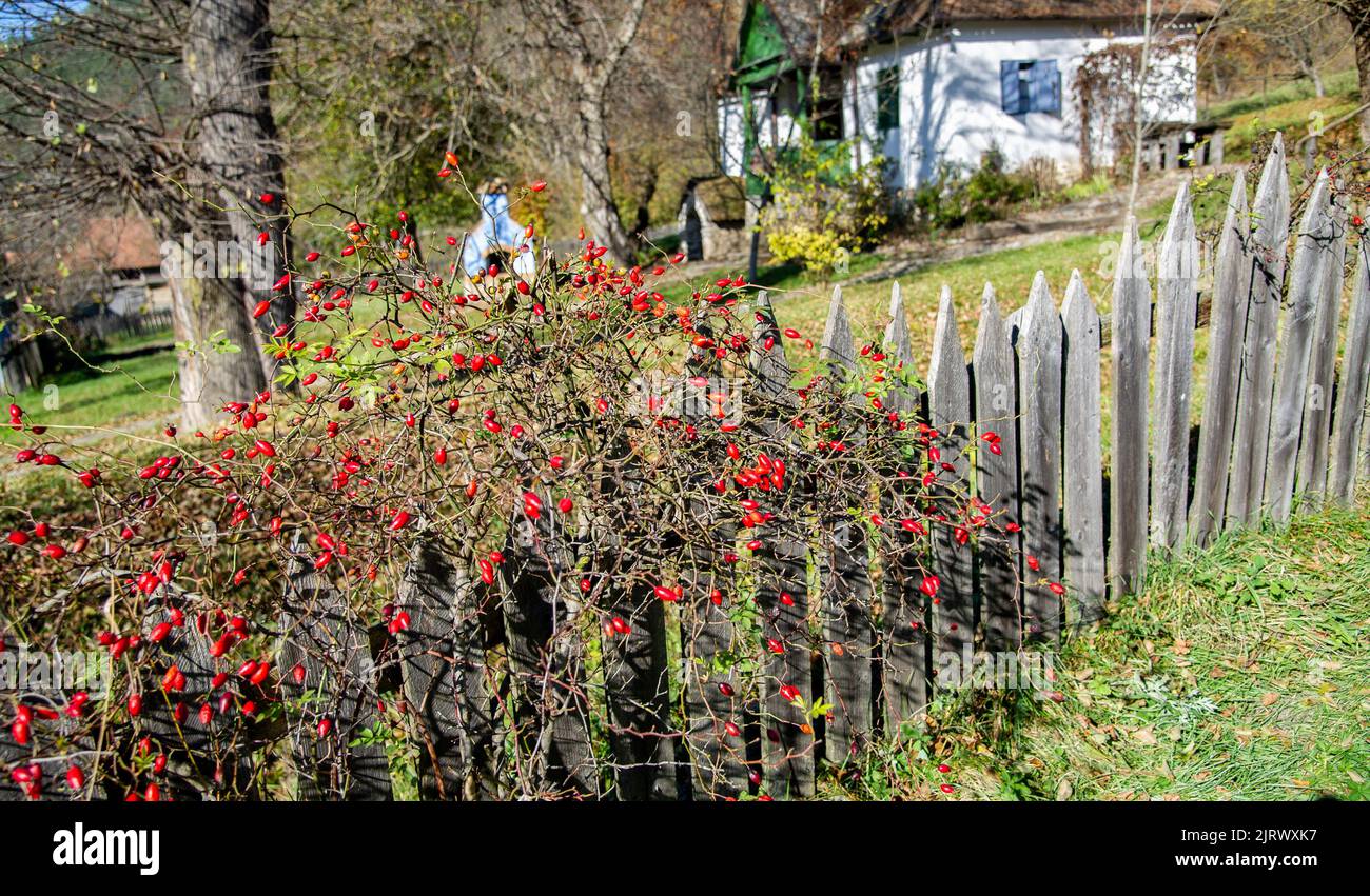 Rosehip bush on the wooden fence of a peasant house in Transylvania ...