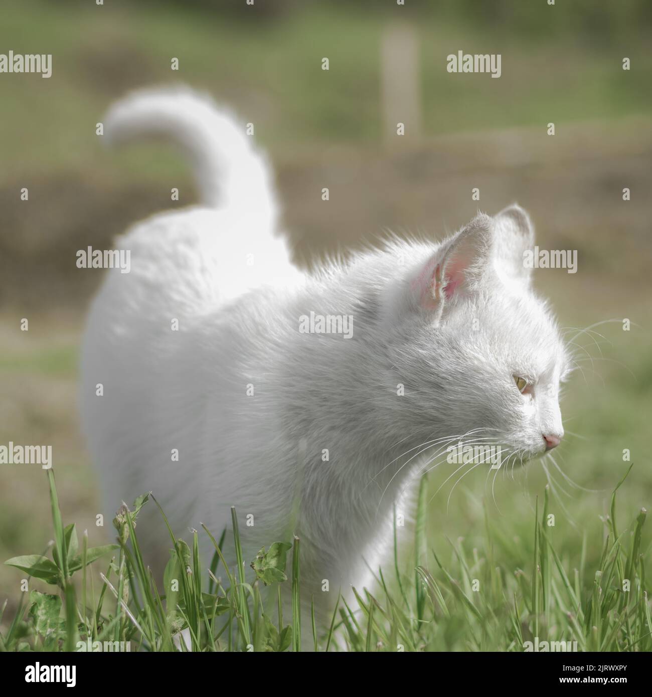 Pure white domestic cat walking through field looking in the grass ...