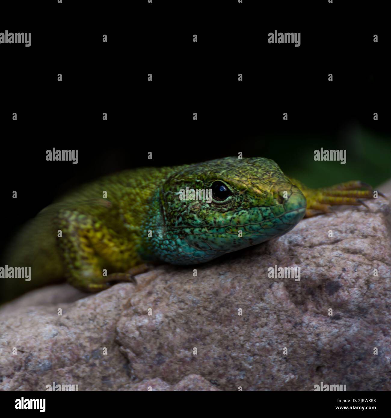 European green lizard (Lacerta viridis) close-up climbing on rock ...