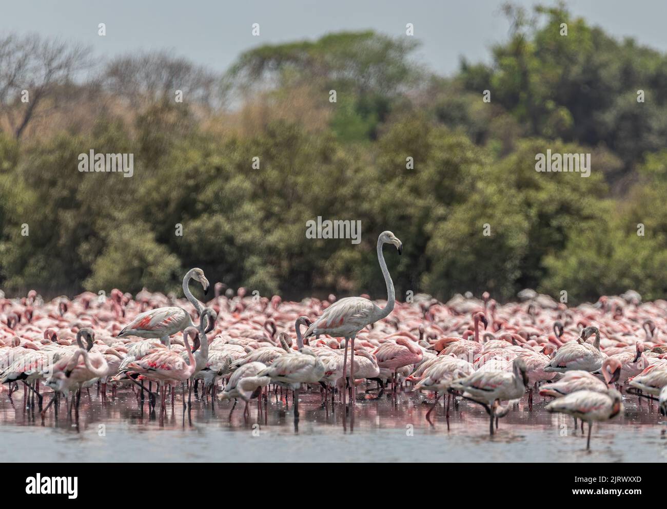 A selective of two greater flamingos in group lesser flamingos Stock ...