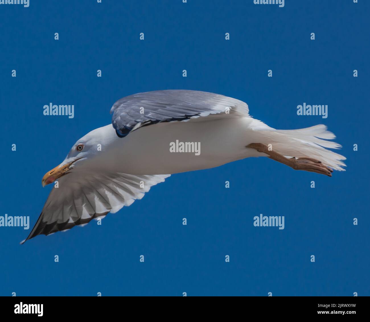A detail photo of seagull flying on blue sky Stock Photo - Alamy