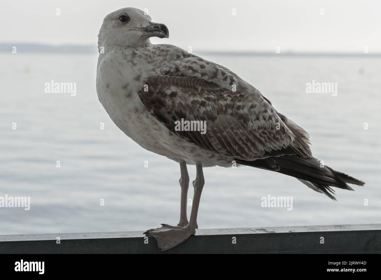 Side view of seagull hi-res stock photography and images - Alamy