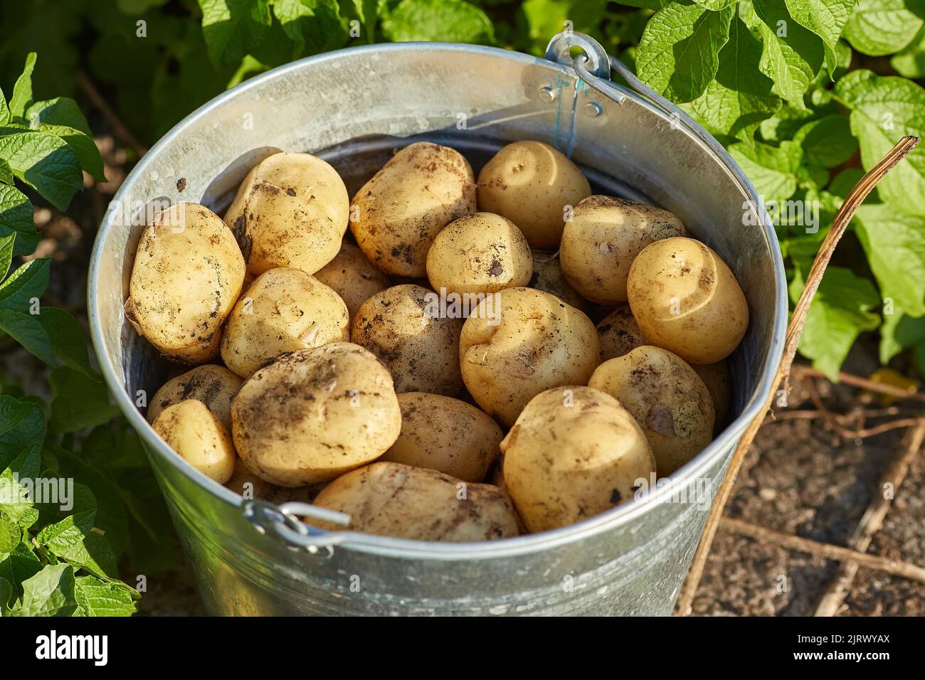 Top view of plastic bucket full of fresh dug out potatoes on a ground ...