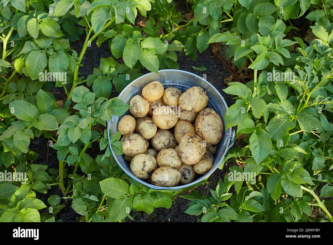 Top view of plastic bucket full of fresh dug out potatoes on a ground ...
