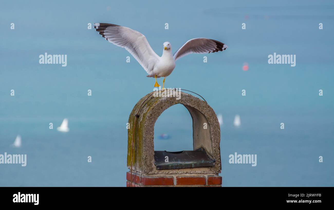 seagull standing on one leg spreading wings Stock Photo - Alamy