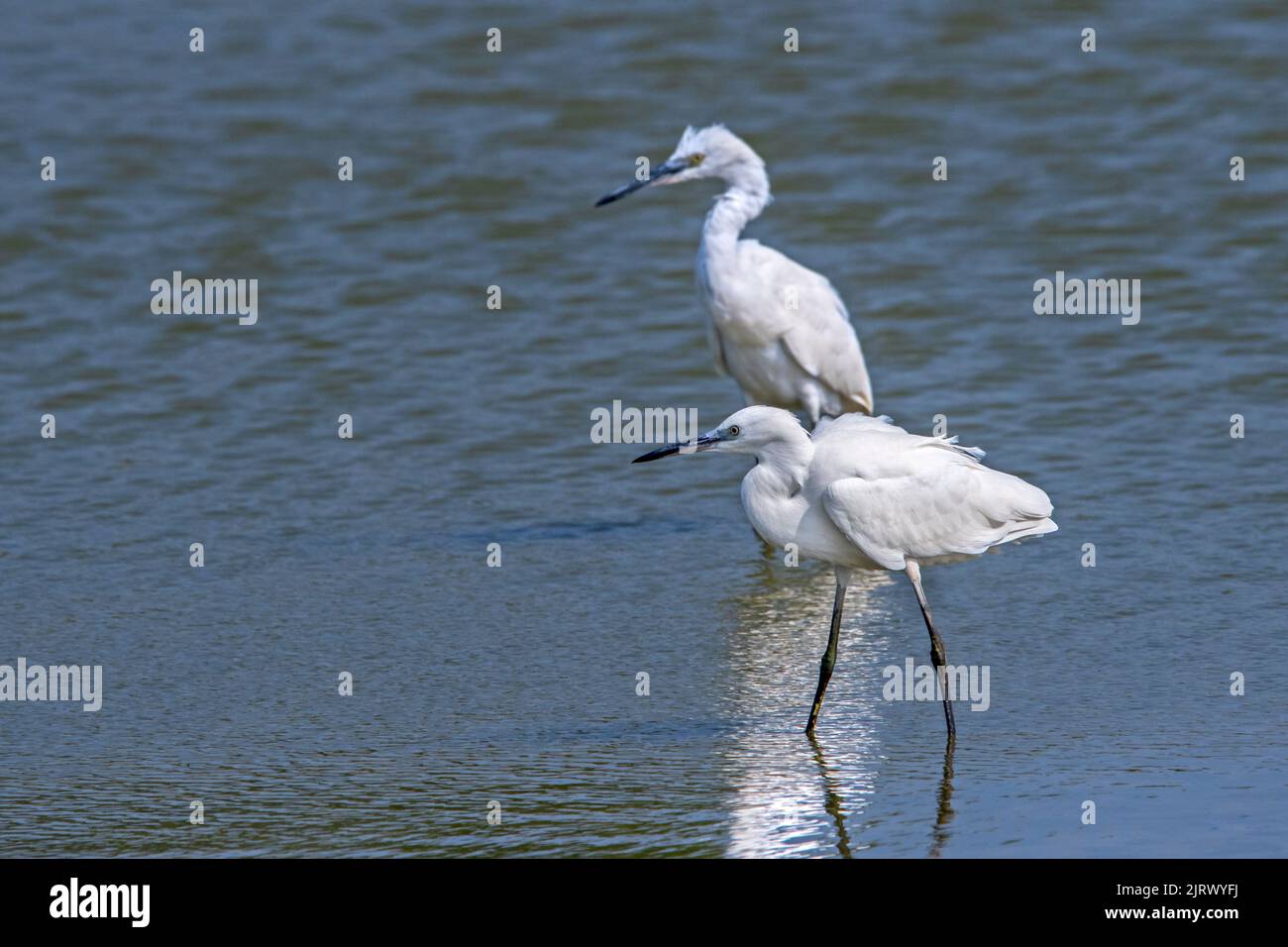 Two juvenile little egrets (Egretta garzetta) foraging in shallow water ...