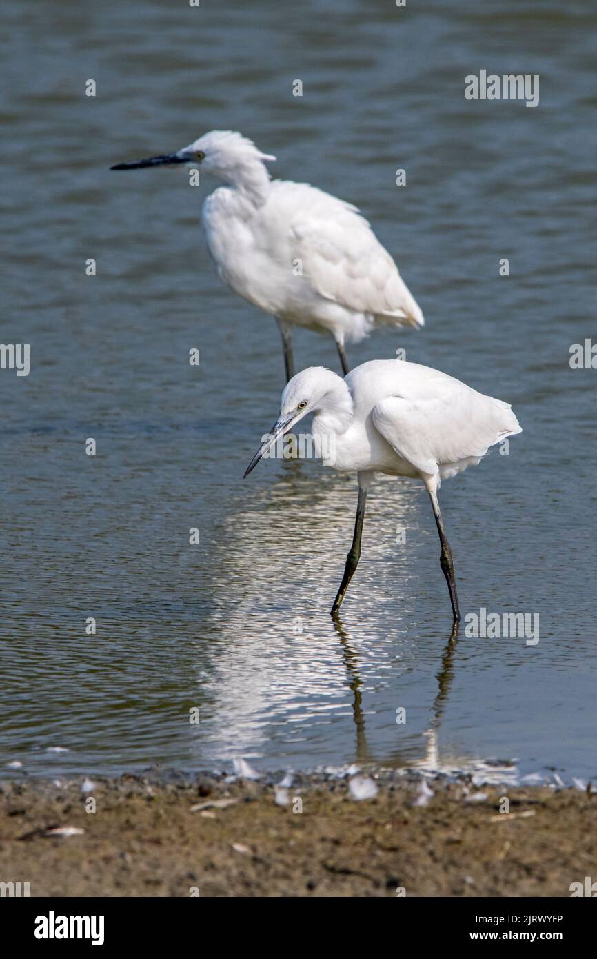 Two juvenile little egrets (Egretta garzetta) foraging in shallow water ...