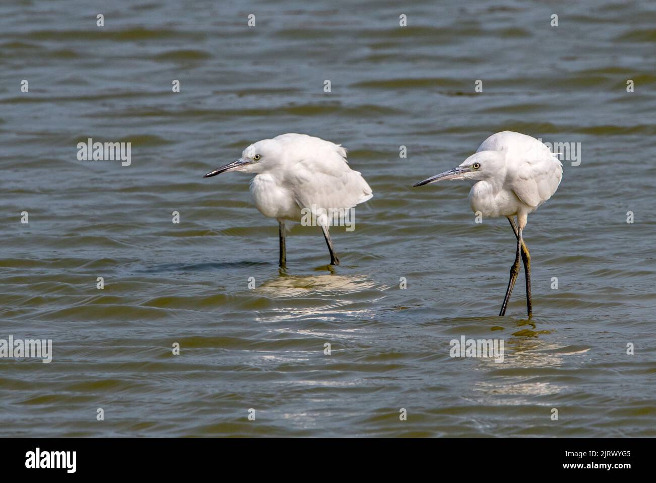 Two juvenile little egrets (Egretta garzetta) foraging in shallow water ...