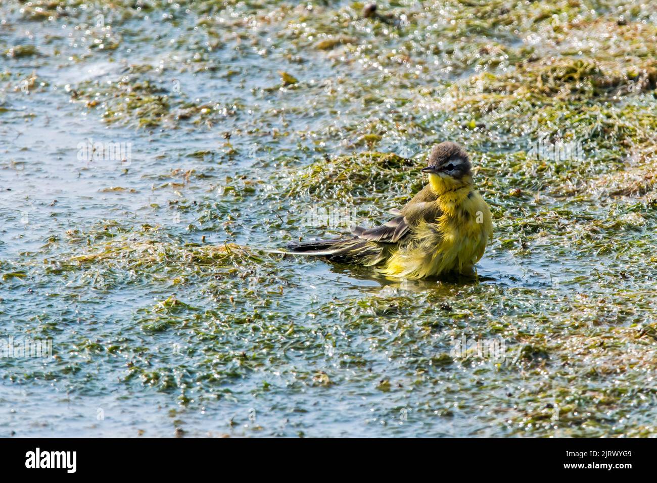 Blue-headed wagtail / western yellow wagtail (Motacilla flava flava ...