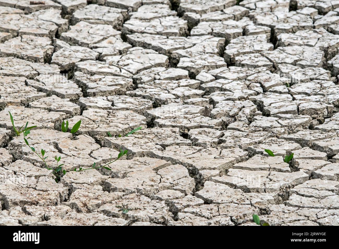 New shoots of plants in dry cracked clay mud in dried up lake bed ...