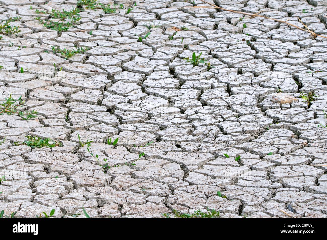 New shoots of plants in dry cracked clay mud in dried up lake bed ...