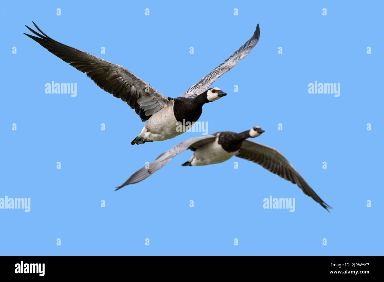 Two barnacle geese (Branta leucopsis) flying against blue sky Stock ...