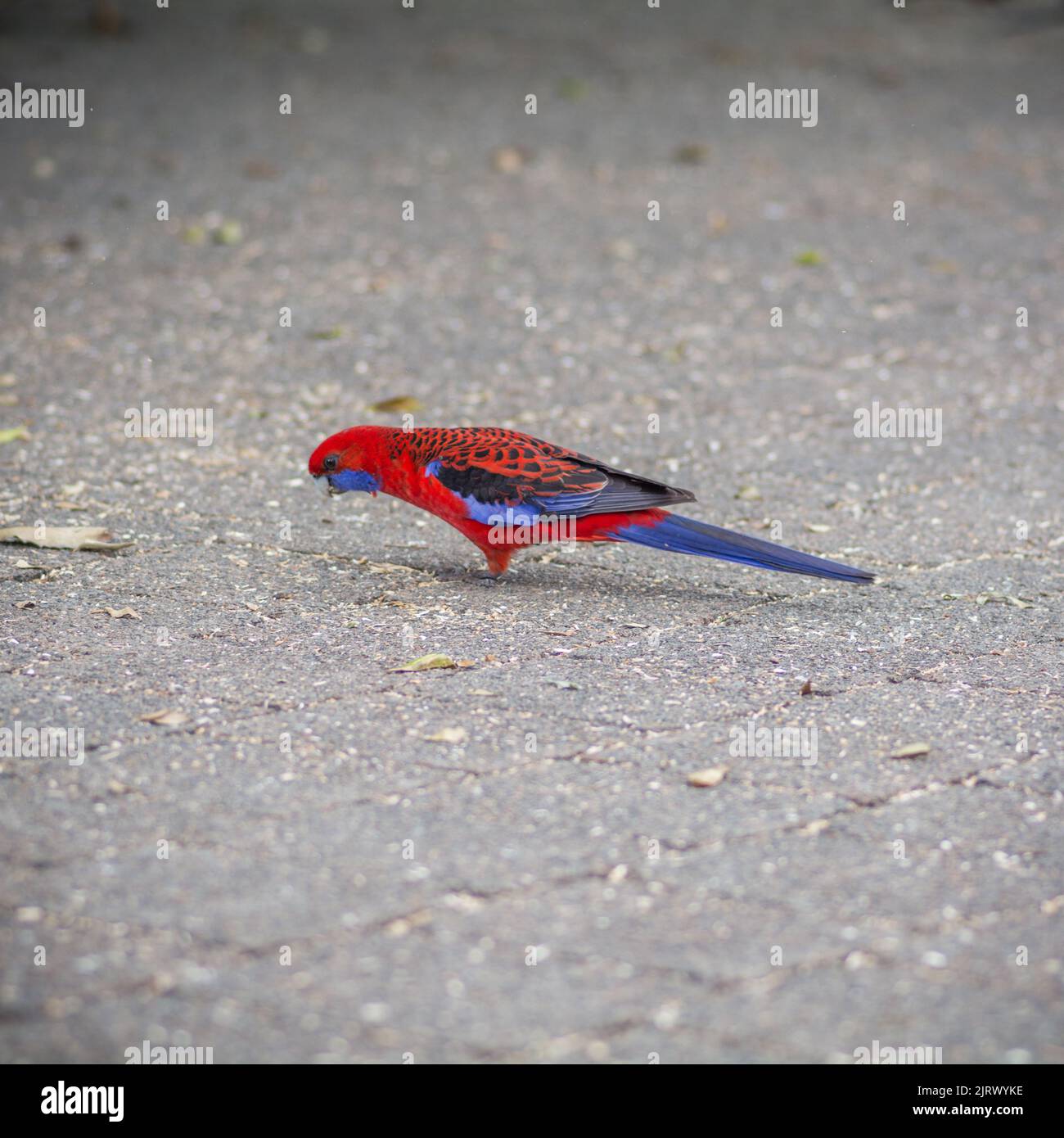 Crimson Rosella parrot on road standing Stock Photo - Alamy