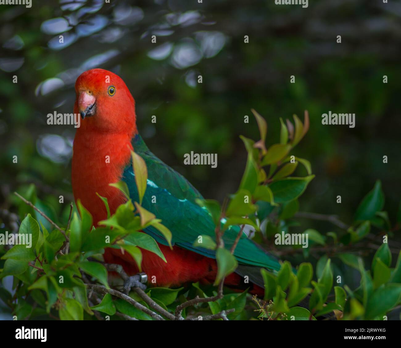 Australian king parrot on a tree branch stock photo Stock Photo - Alamy