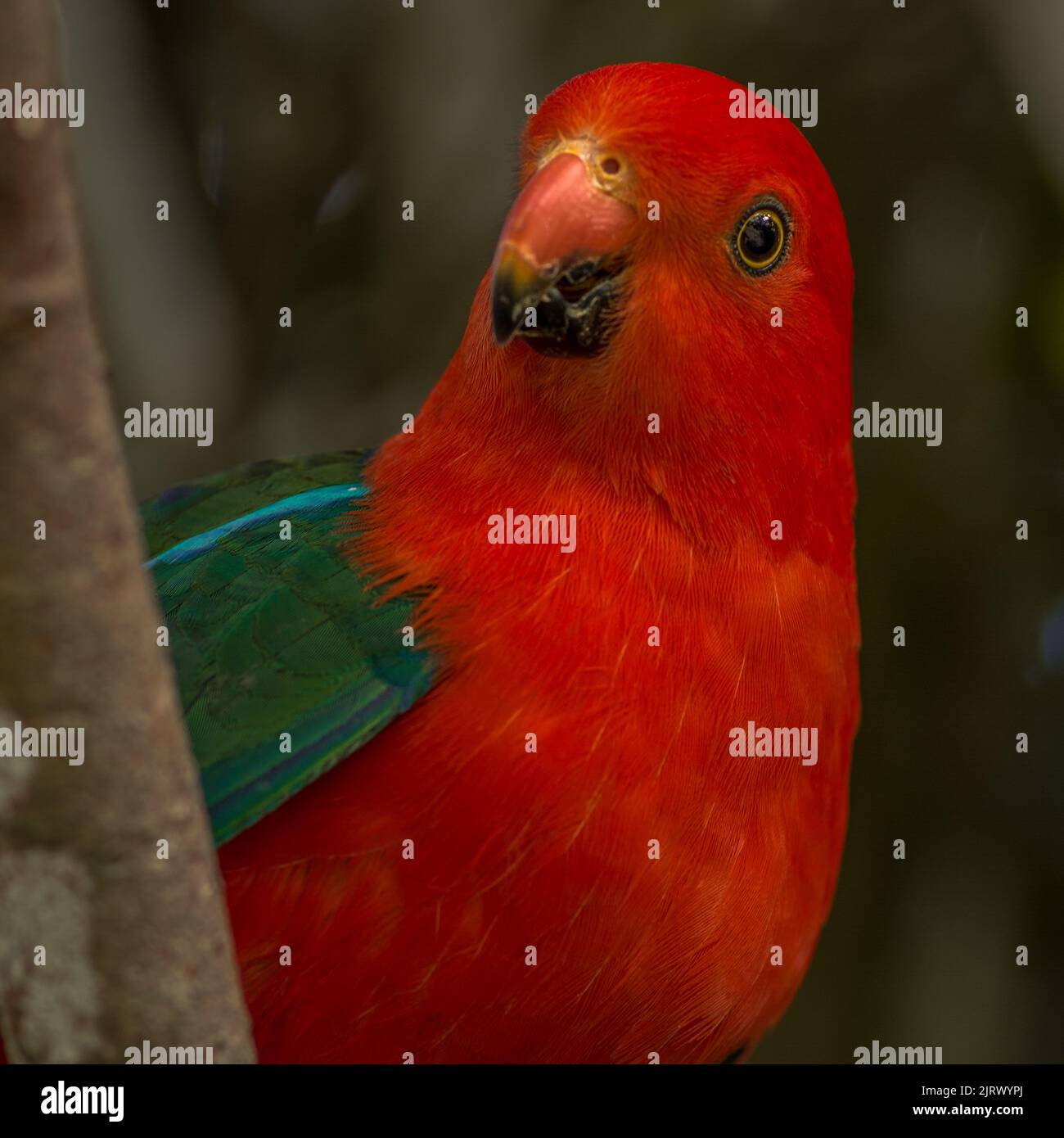 Australian birds in the wild hi-res stock photography and images - Alamy