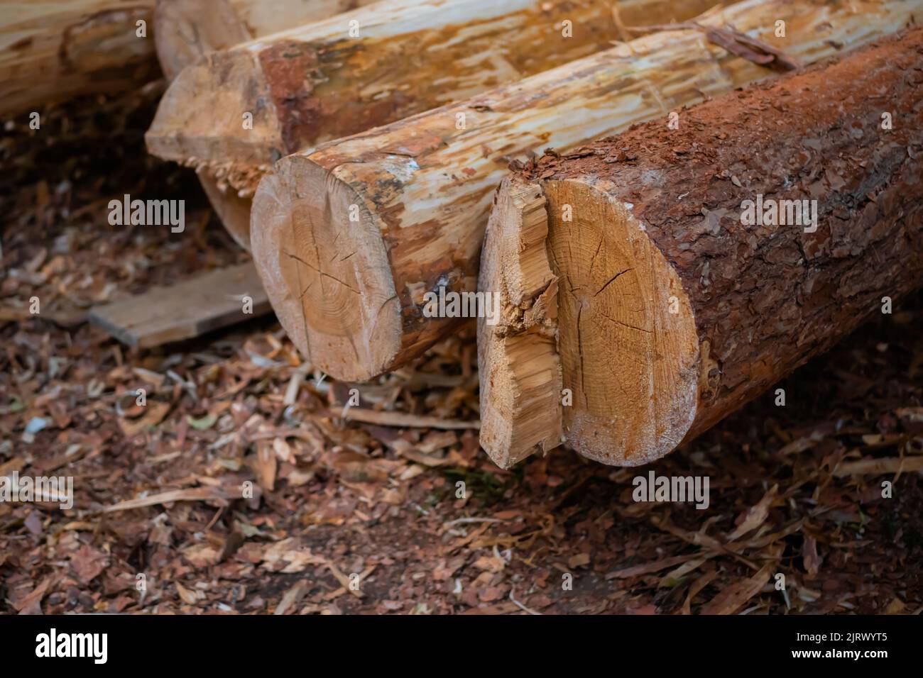 Wooden sawn logs on ground Stock Photo - Alamy