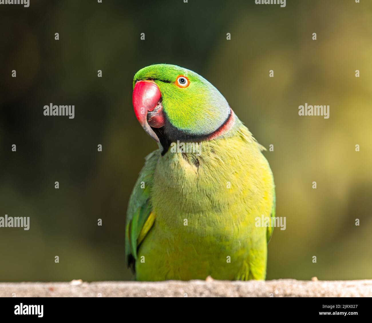 Indian ring neck green parakeet hi-res stock photography and images - Alamy