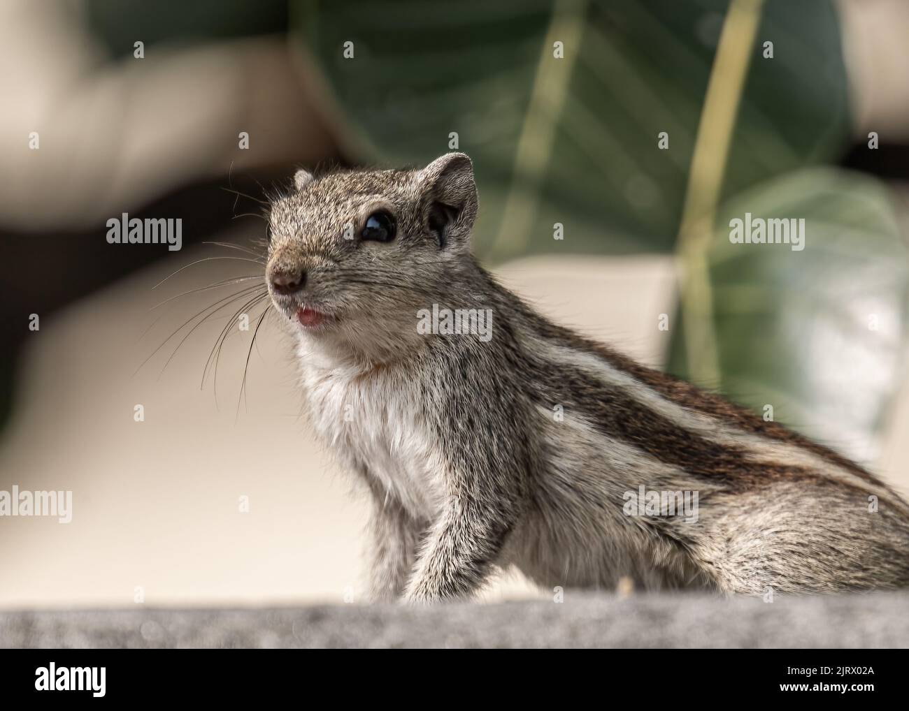 A Squirrel on a wall with alert mode Stock Photo - Alamy