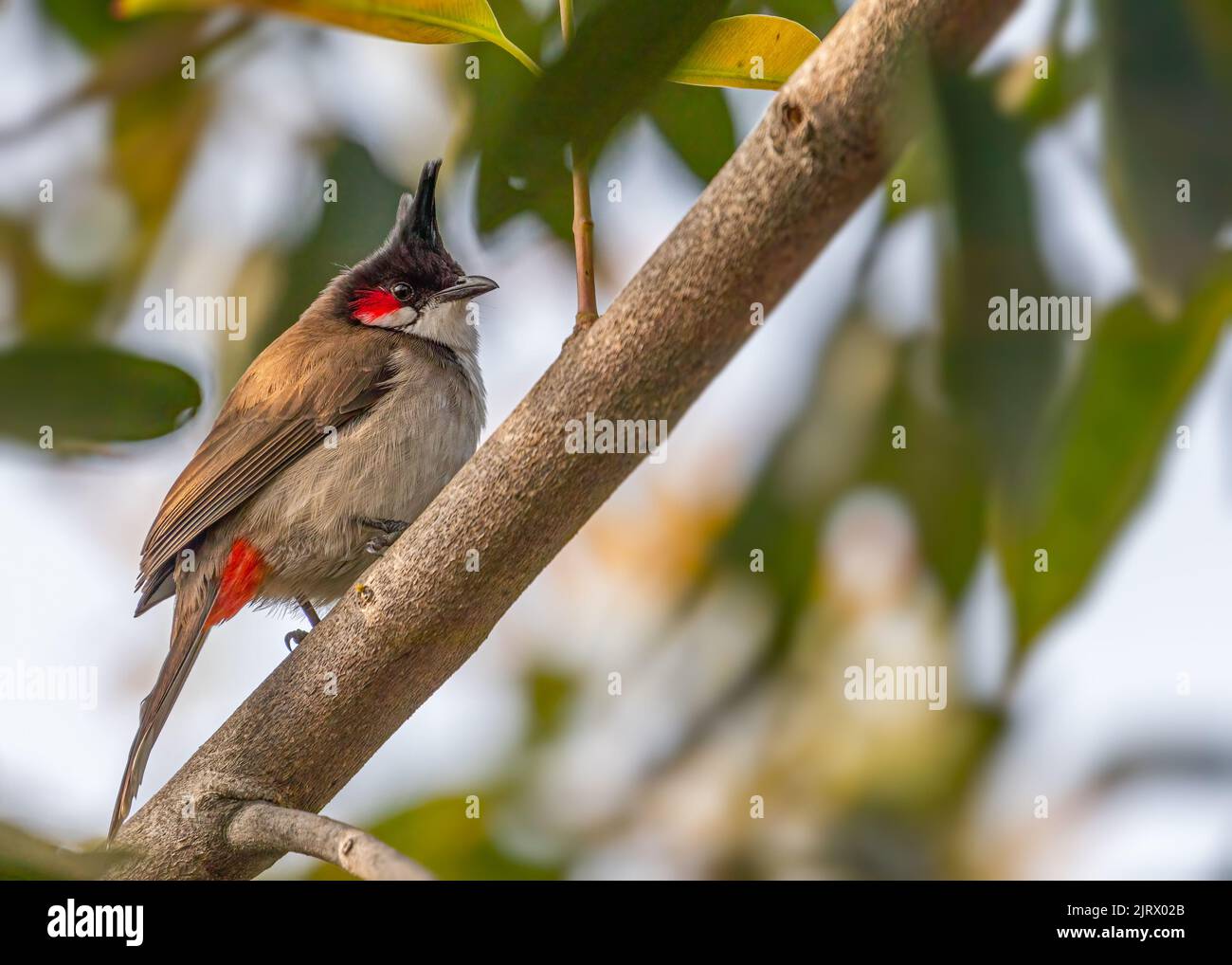 A Red Whiskered bulbul resting on a tree Stock Photo - Alamy