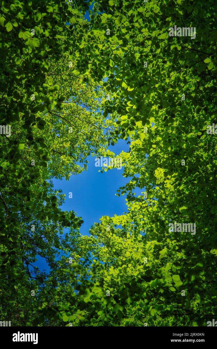 photo up to the tree top shot from below Stock Photo - Alamy