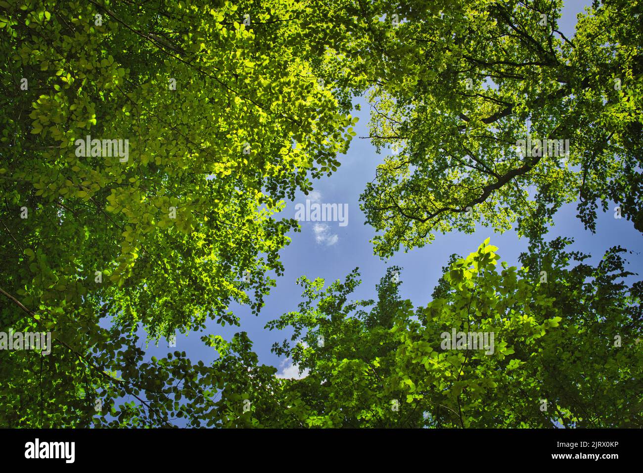 photo up to the tree top shot from below Stock Photo - Alamy