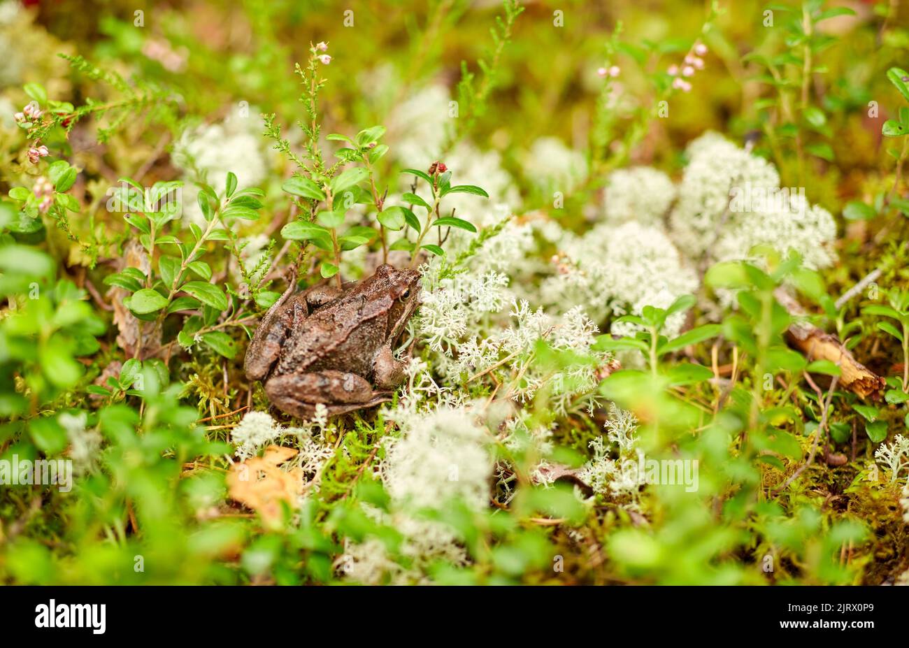 Frog in woods hi-res stock photography and images - Alamy