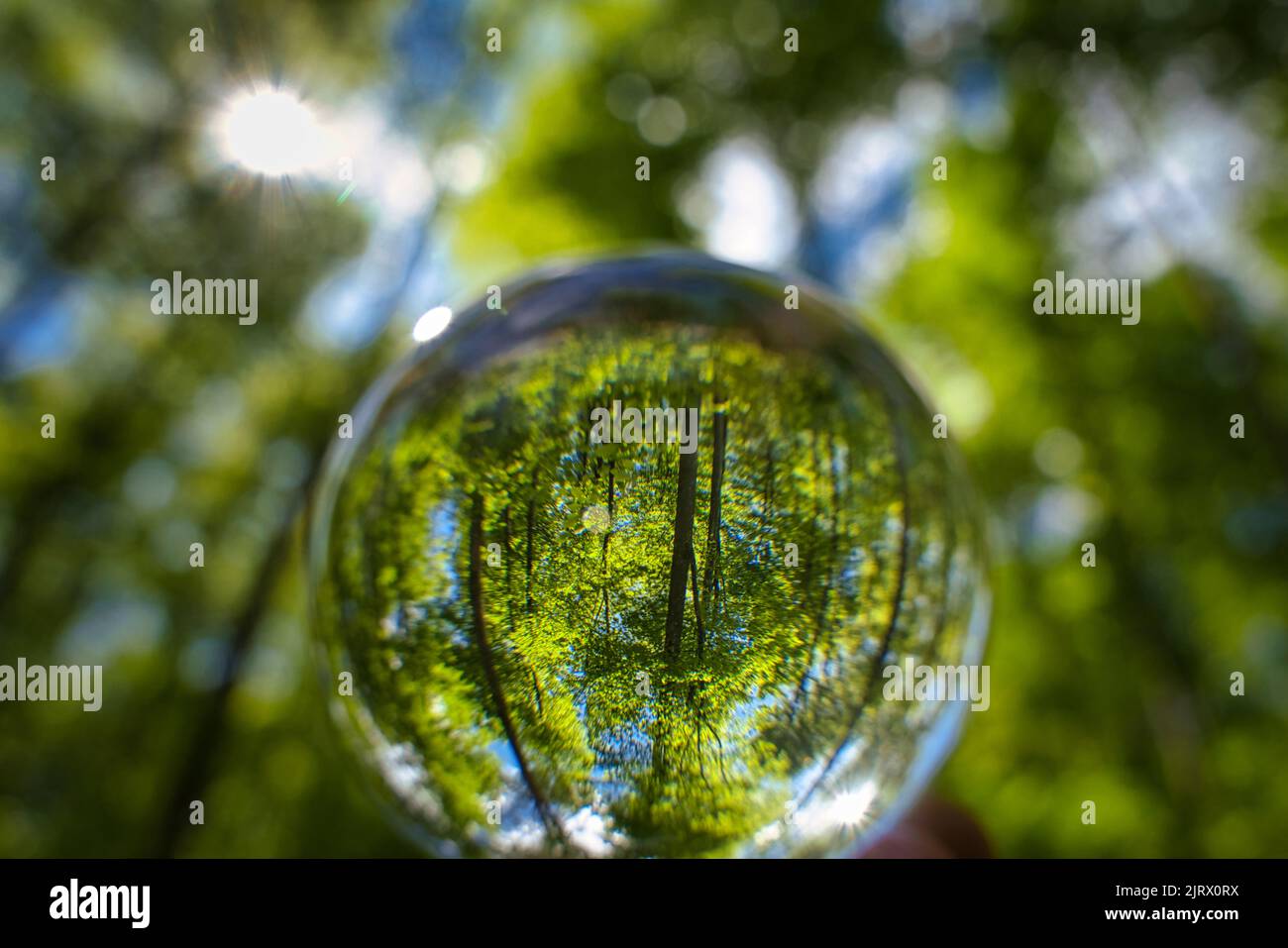 A beech woodland in spring with bluebells through a fish-eye lens ...