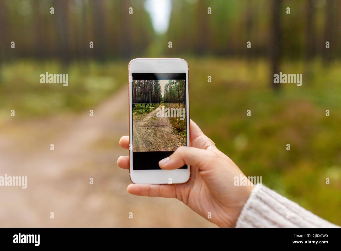 hand using smartphone to take picture in forest Stock Photo - Alamy