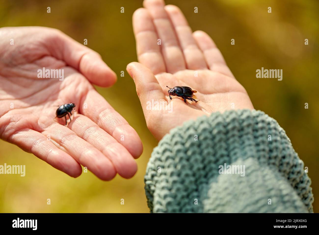 close up of hands holding dung beetles or bugs Stock Photo - Alamy
