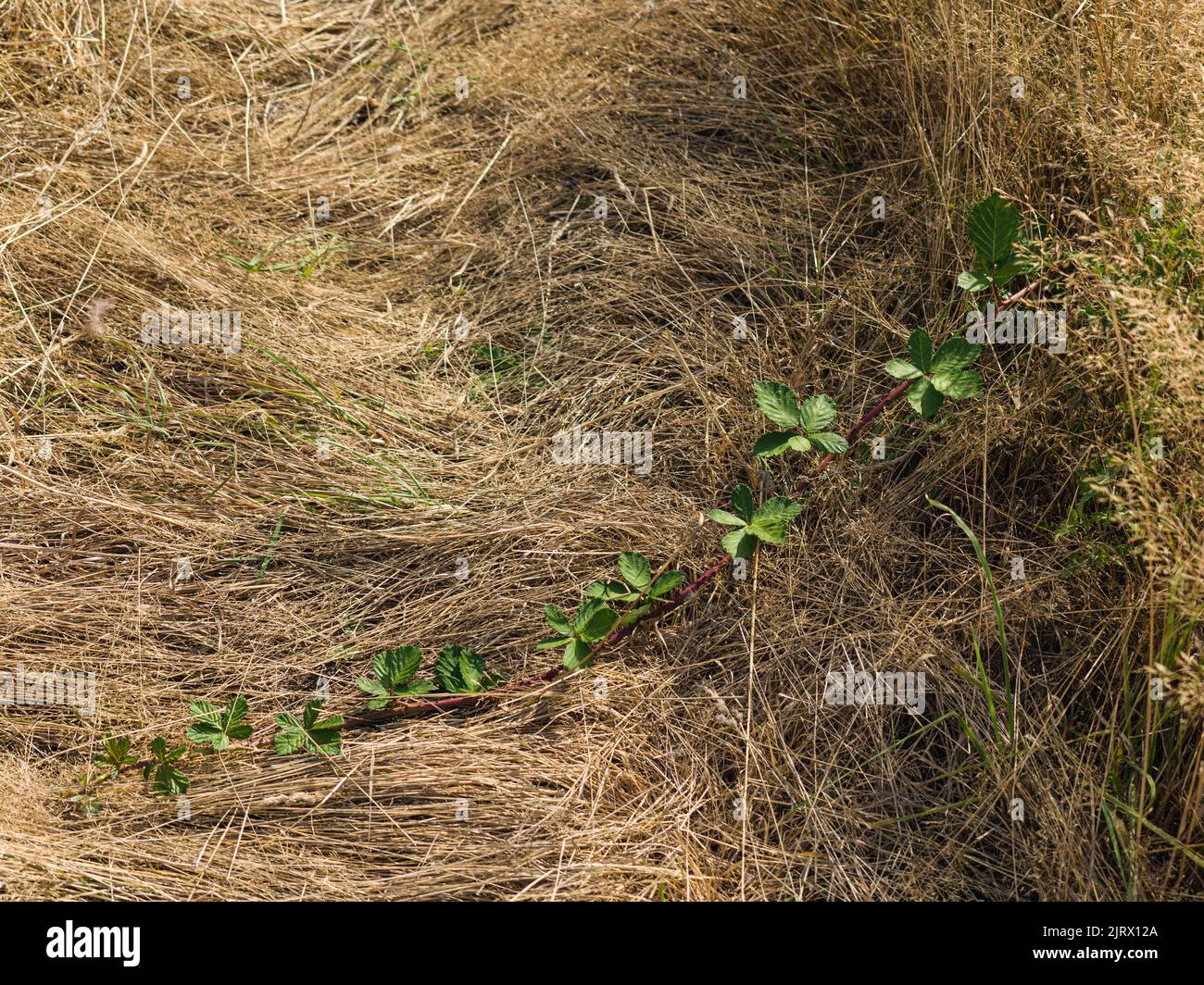 Creeping heat hi-res stock photography and images - Alamy