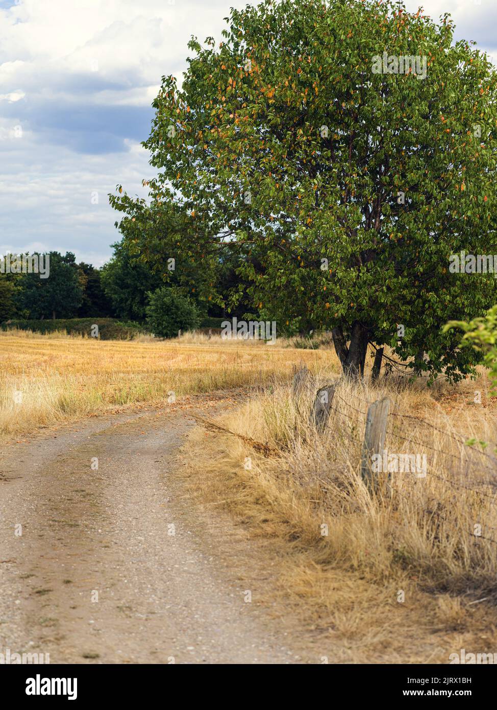 Empty road between fields trees hi-res stock photography and images - Alamy