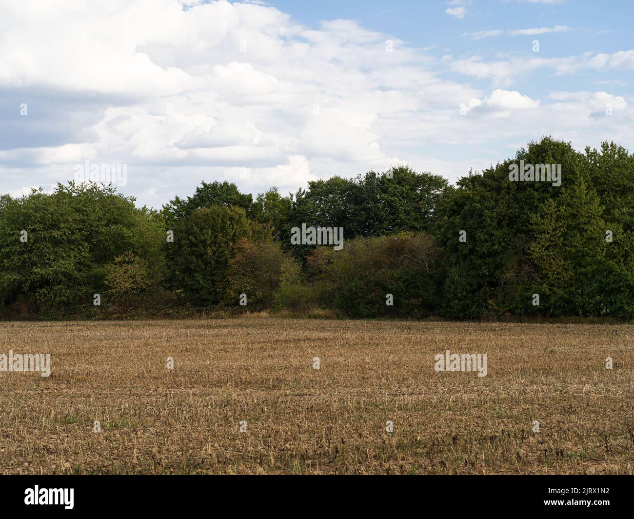 Cultivation grove hi-res stock photography and images - Alamy