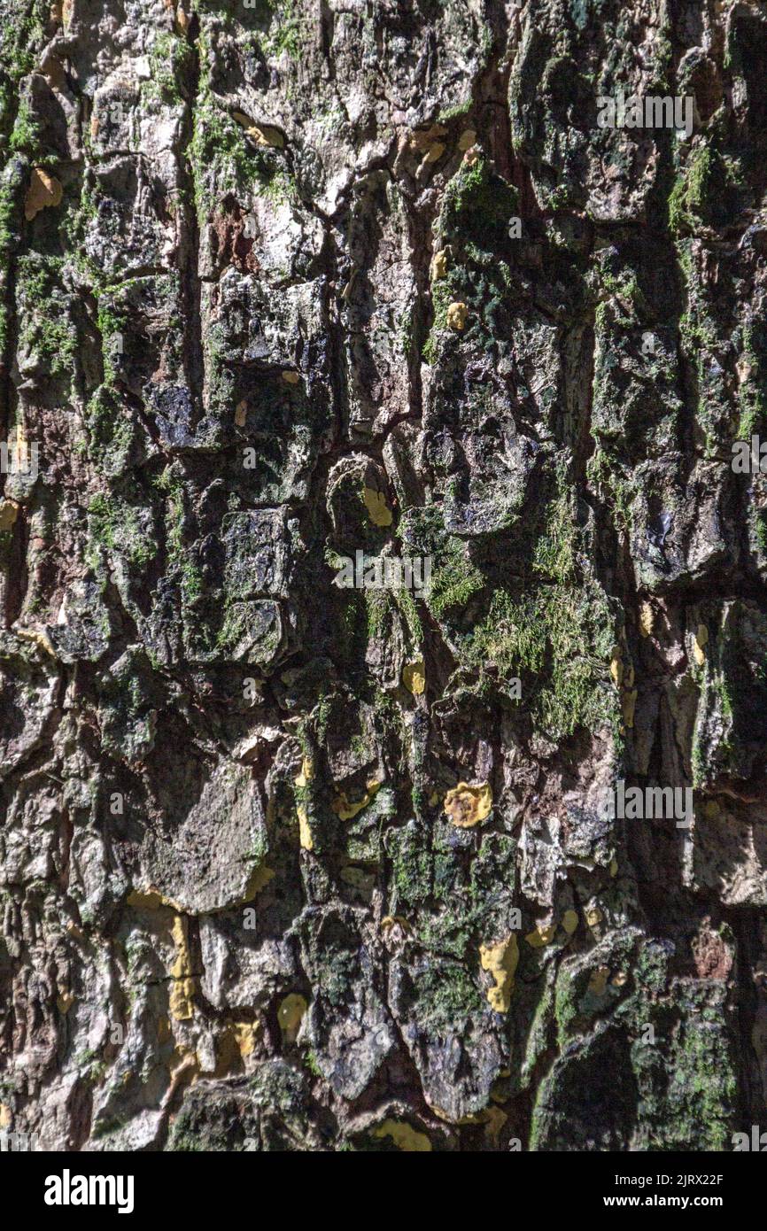 tree bark texture for background Rio de Janeiro Brazil Stock Photo - Alamy