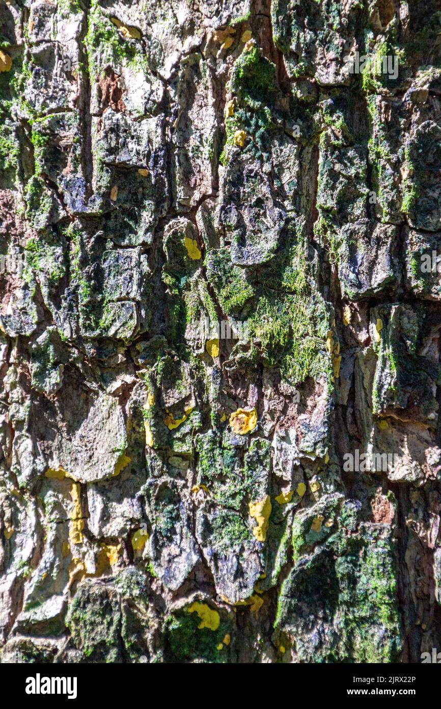 tree bark texture for background Rio de Janeiro Brazil Stock Photo - Alamy