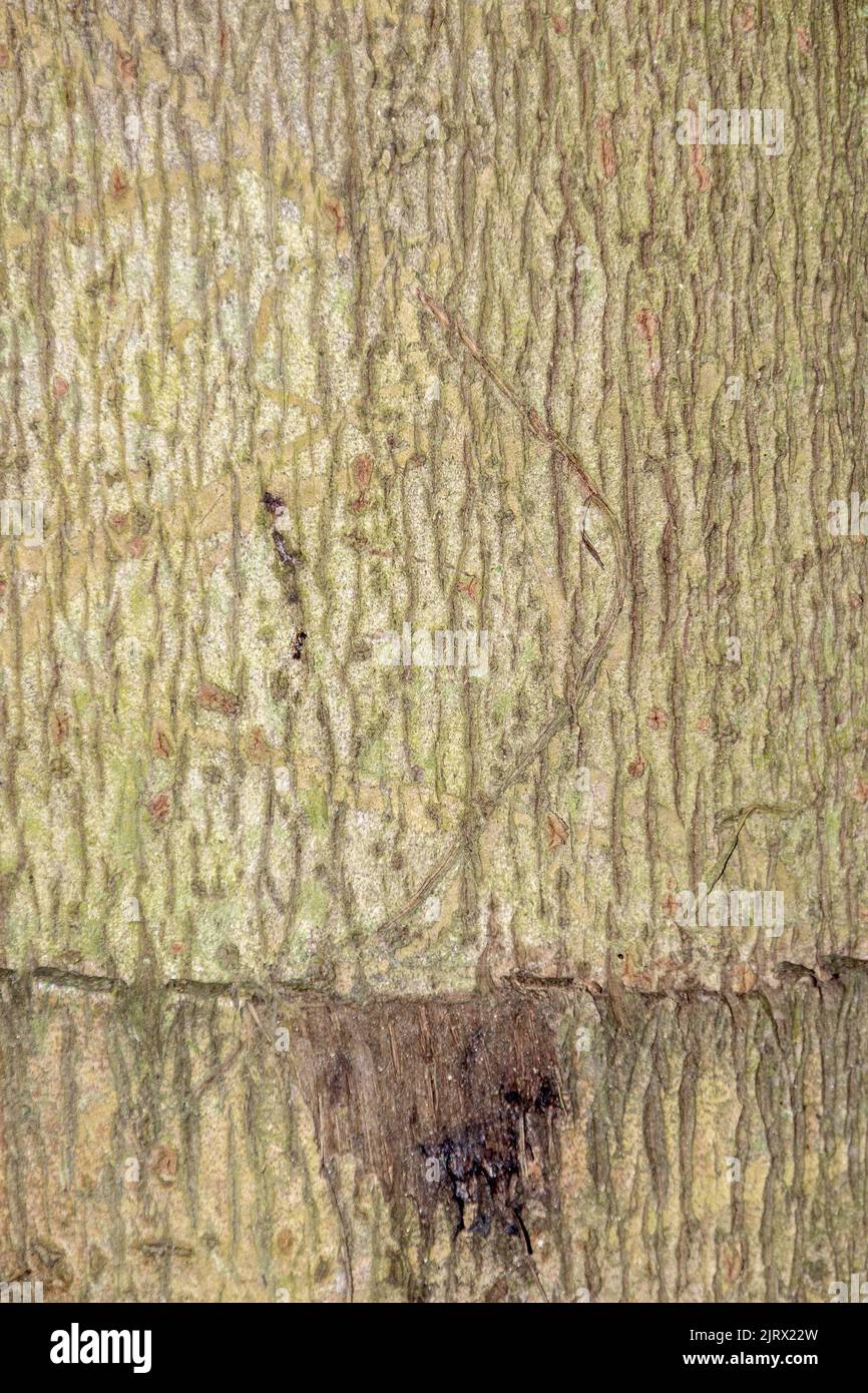 tree bark texture for background Rio de Janeiro Brazil Stock Photo - Alamy