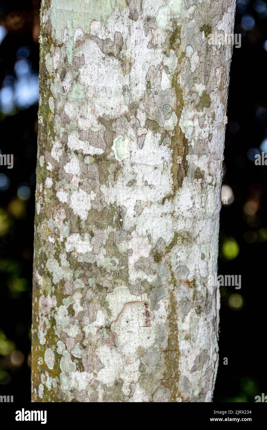 tree bark texture for background Rio de Janeiro Brazil Stock Photo - Alamy