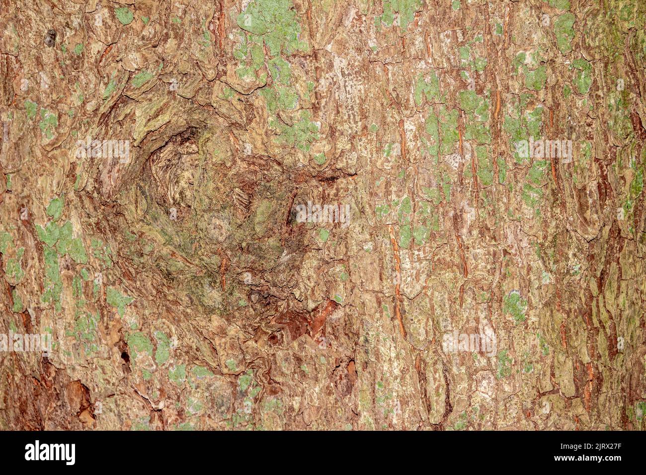 tree bark texture for background Rio de Janeiro Brazil Stock Photo - Alamy