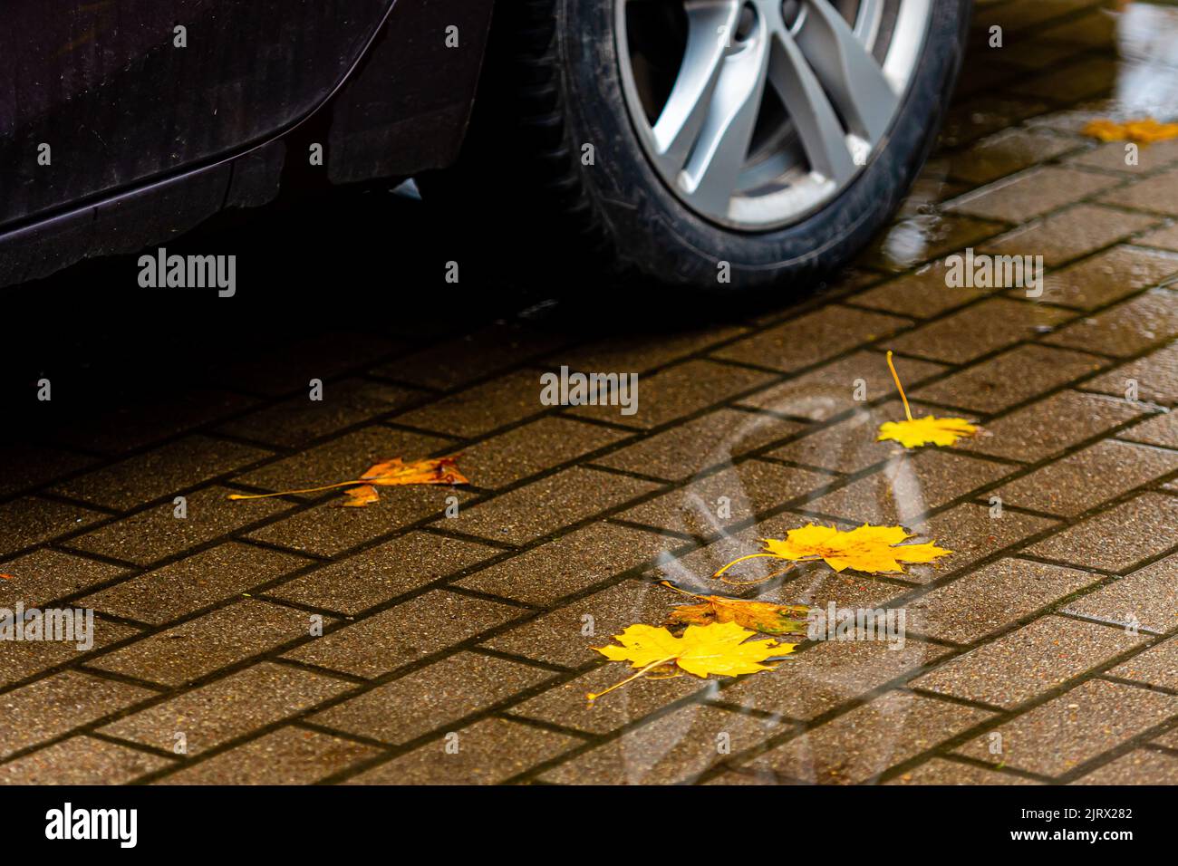 puddle on the pavement with a reflection of the car wheel and colorful autumn leaves Stock Photo ...