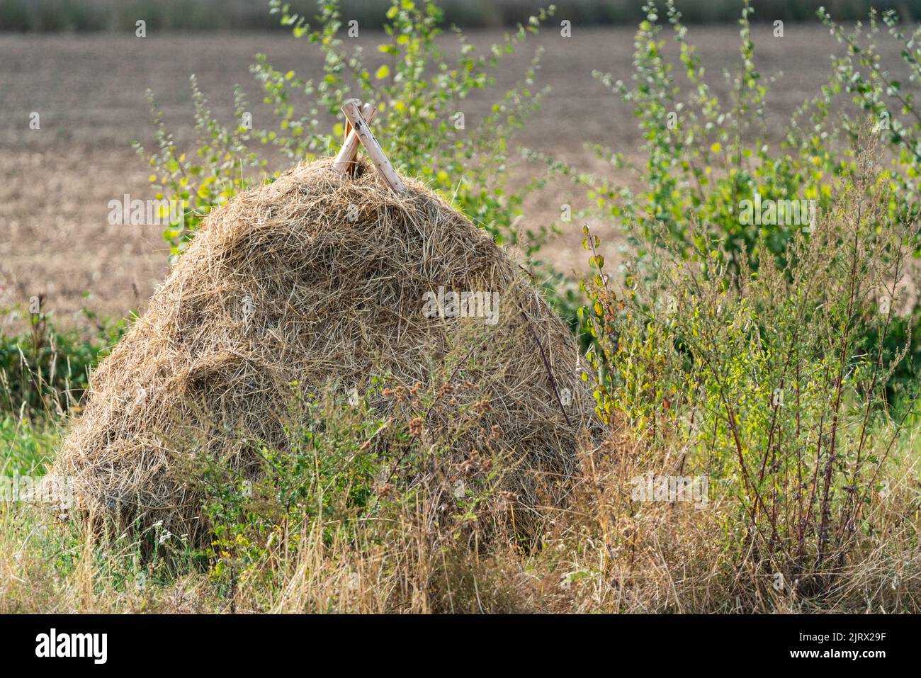 Piles of straw at the edge of a field Stock Photo - Alamy