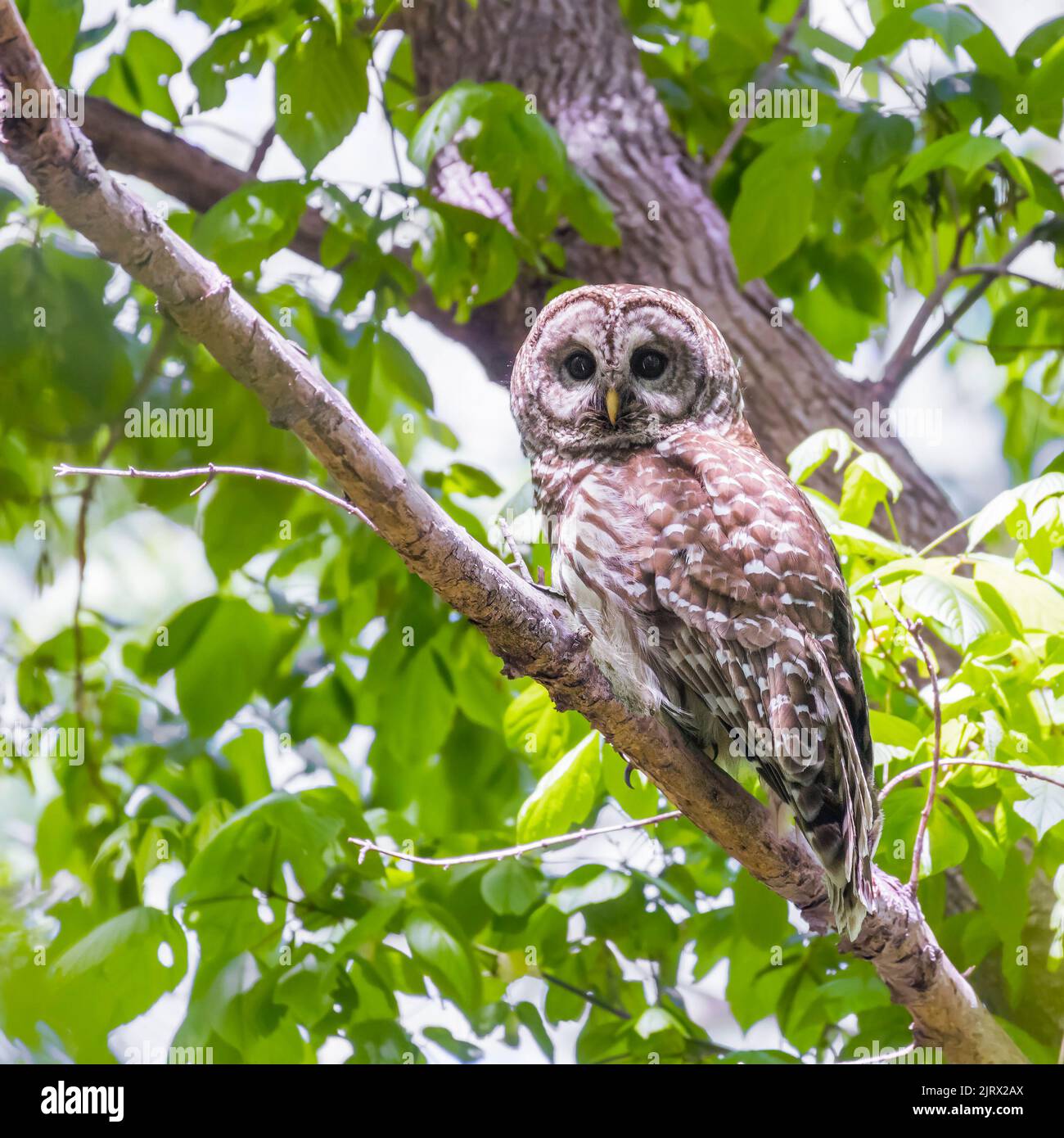 Northern Barred owl (Strix varia) sitting on a tree branch. Chesapeake ...