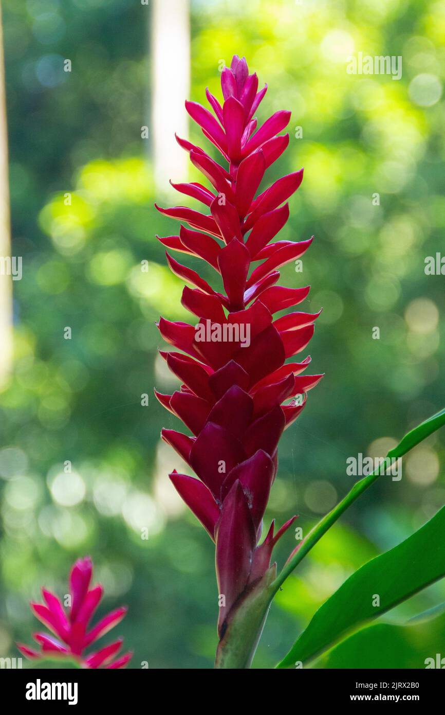 Red Ginger (Alpinia Purpurata) tropical flower rio de janeiro brazil ...