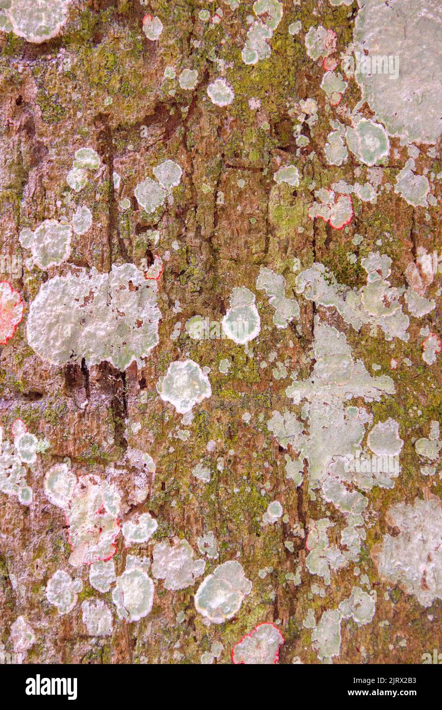 tree bark texture for background Rio de Janeiro Brazil Stock Photo - Alamy
